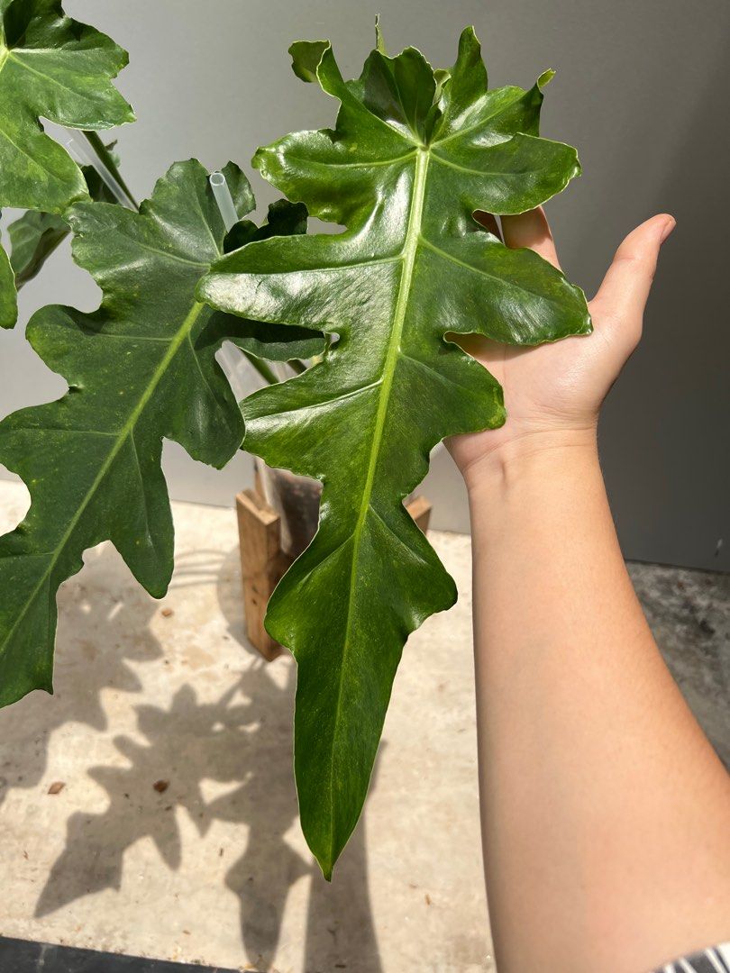 Philodendron Bob Cee variegated, Furniture & Home Living, Gardening ...