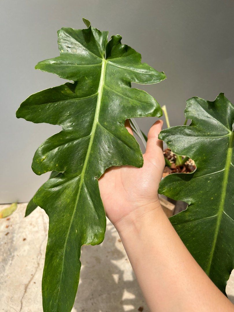 Philodendron Bob Cee variegated, Furniture & Home Living, Gardening ...