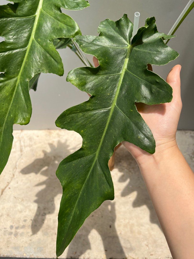 Philodendron Bob Cee variegated, Furniture & Home Living, Gardening ...