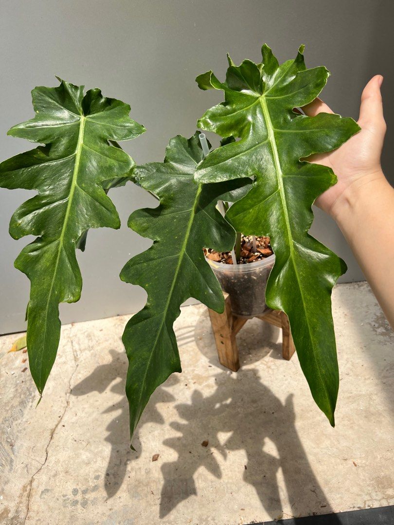 Philodendron Bob Cee variegated, Furniture & Home Living, Gardening ...