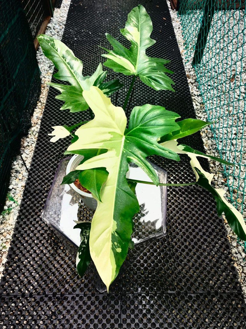 Philodendron Golden Dragon Variegated, Furniture & Home Living ...