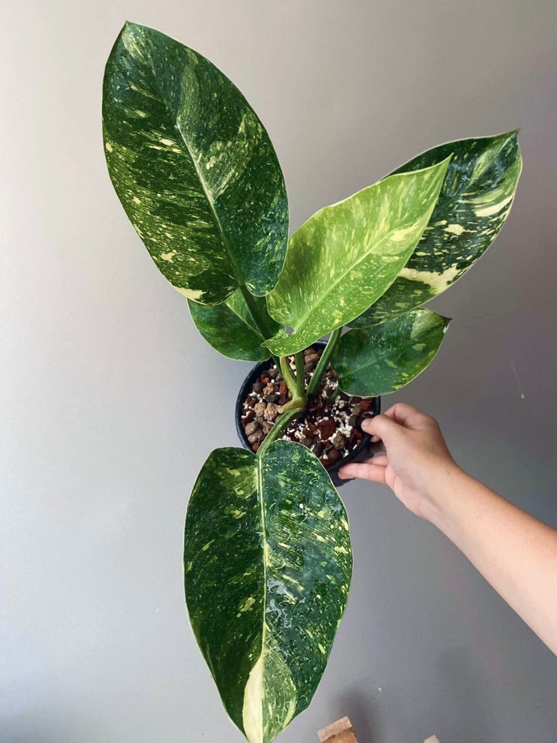 Philo-Green congo hybrid (BIG), Furniture & Home Living, Gardening ...