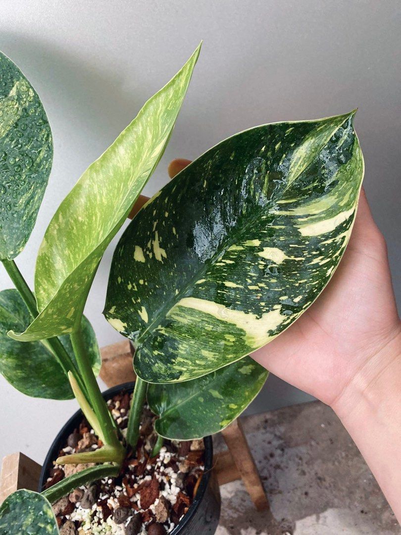 Philo-Green congo hybrid (BIG), Furniture & Home Living, Gardening ...