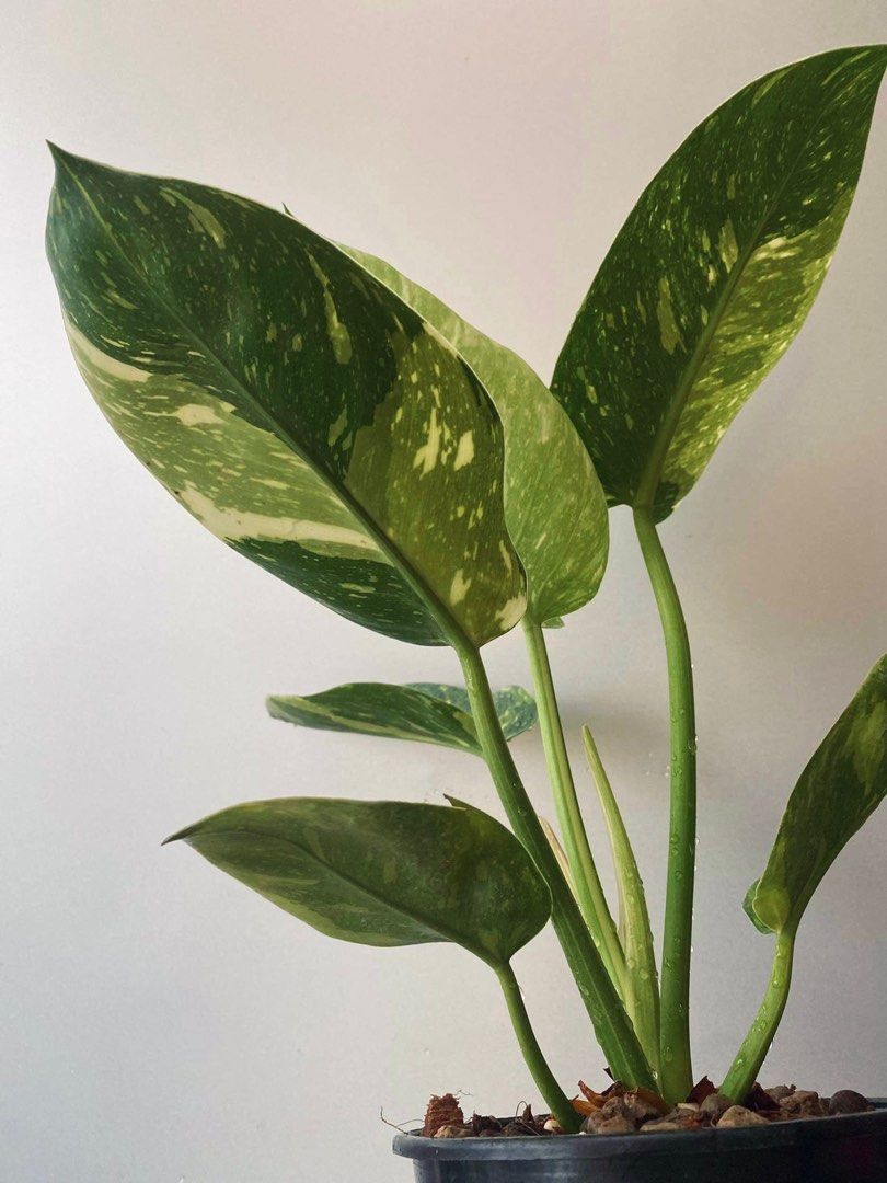 Philo-Green congo hybrid (BIG), Furniture & Home Living, Gardening ...