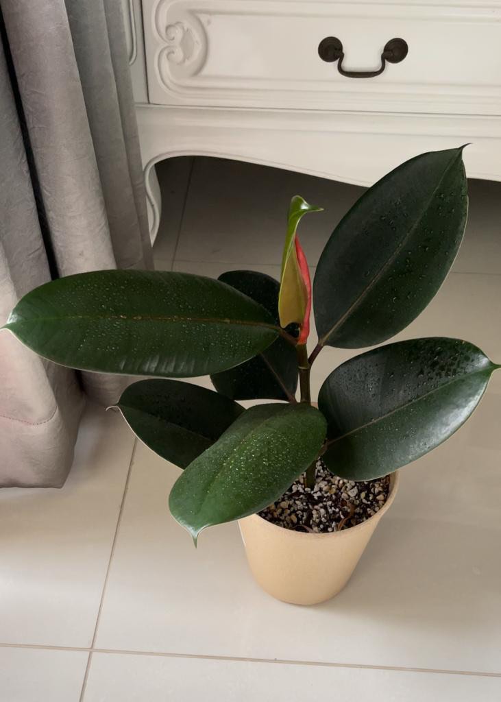 Beautiful Rubber Plants for sales, Furniture & Home Living, Gardening ...