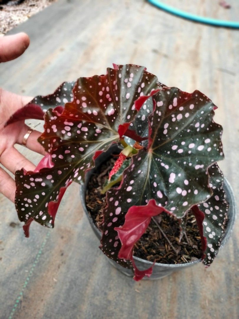 Begonia Craclin Rosie, Furniture & Home Living, Gardening, Plants ...