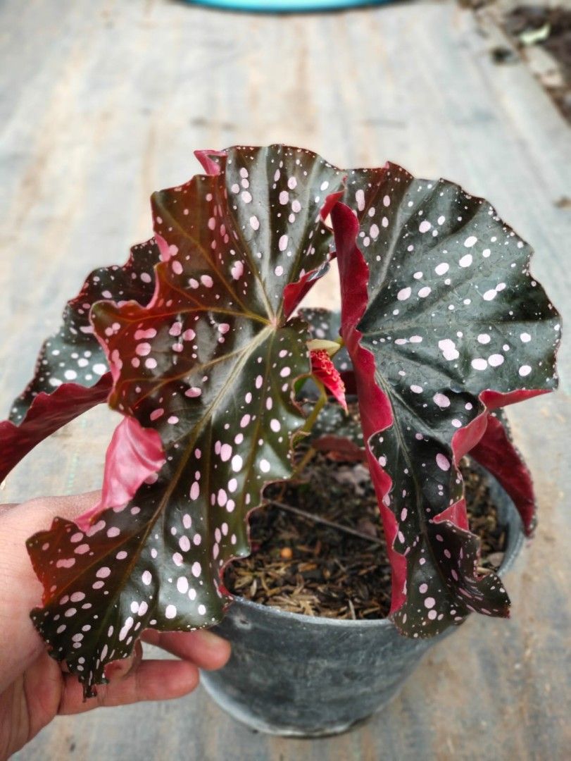 Begonia Craclin Rosie, Furniture & Home Living, Gardening, Plants ...