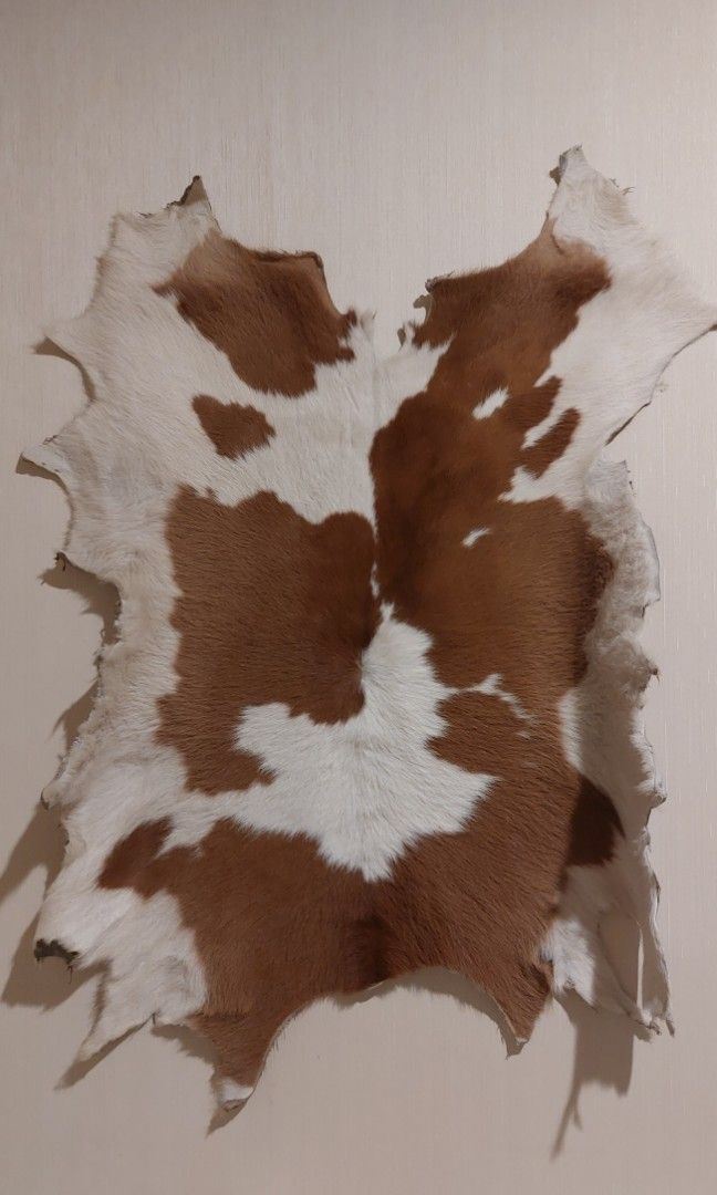Cow Hide (quality import from Morroco), Perabotan Rumah di Carousell