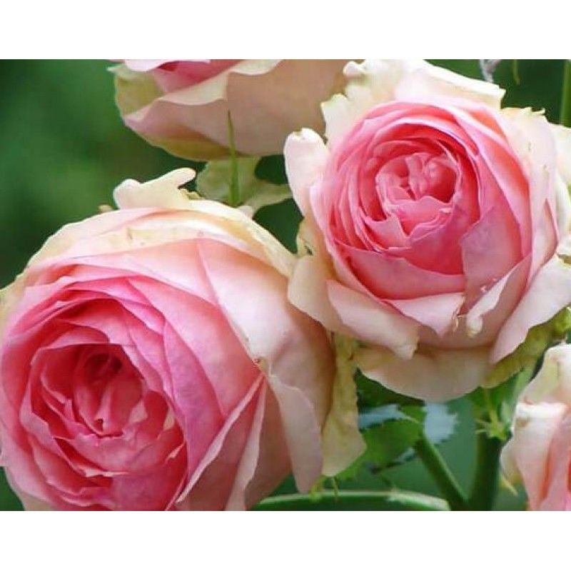 First lady rose (Thai grafted), Furniture & Home Living, Gardening ...