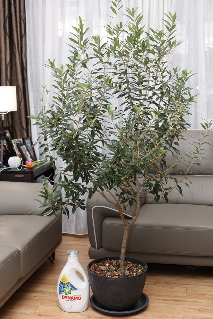 Living olive tree, Furniture & Home Living, Gardening, Plants & Seeds ...