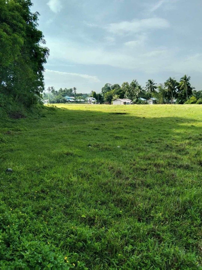 RICE FIELDS (PALAYAN) FOR SALE, Property, For Sale, Lot on Carousell