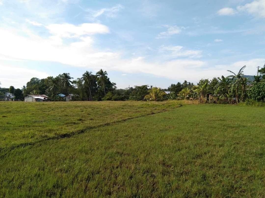 RICE FIELDS (PALAYAN) FOR SALE, Property, For Sale, Lot on Carousell