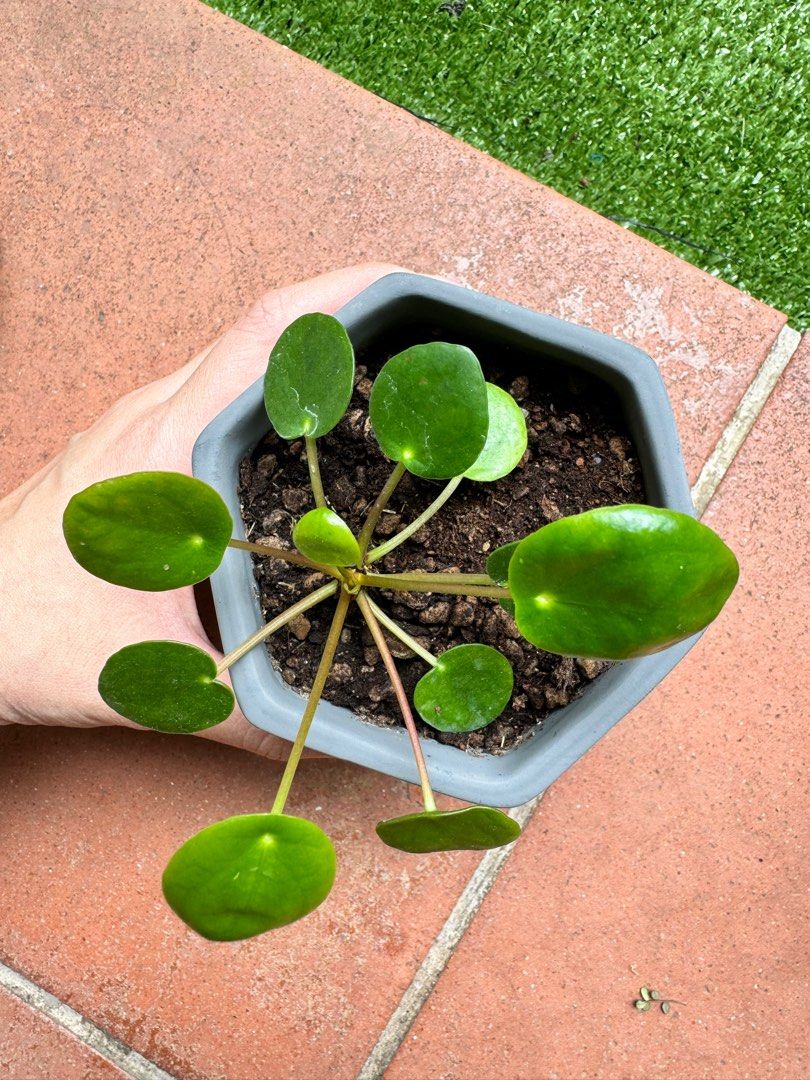 Pilea peperomioides with new pot, Furniture & Home Living, Gardening ...