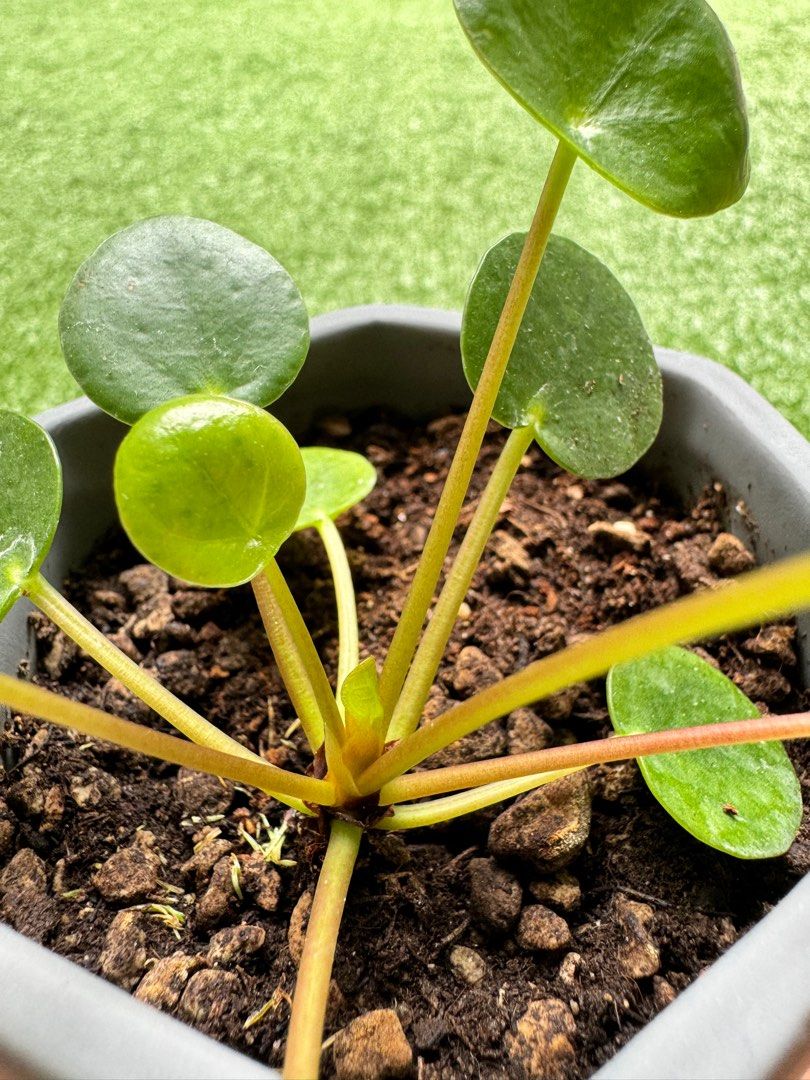 Pilea peperomioides with new pot, Furniture & Home Living, Gardening ...