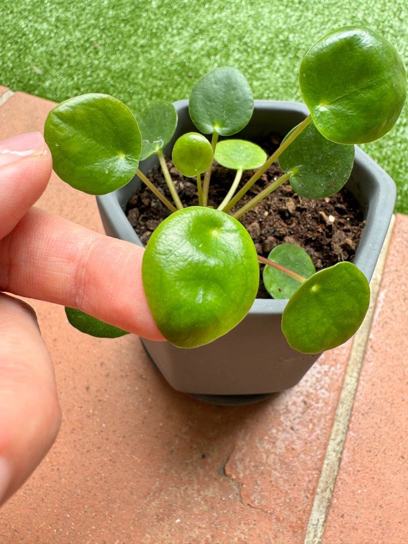 Pilea peperomioides with new pot, Furniture & Home Living, Gardening ...