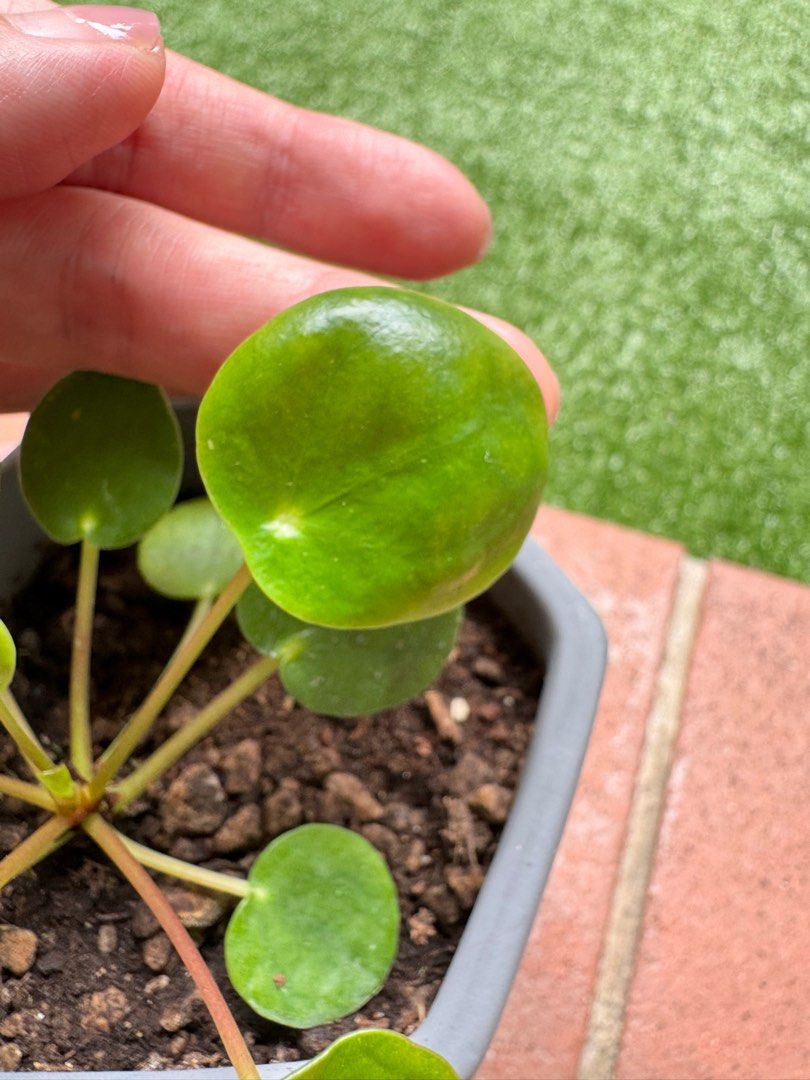Pilea peperomioides with new pot, Furniture & Home Living, Gardening ...