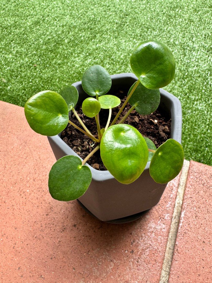 Pilea peperomioides with new pot, Furniture & Home Living, Gardening ...