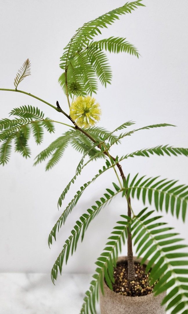 Everfresh Plant about 40cm tall with pot., Furniture & Home Living ...
