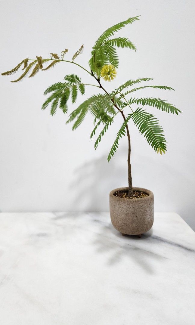 Everfresh Plant about 40cm tall with pot., Furniture & Home Living ...
