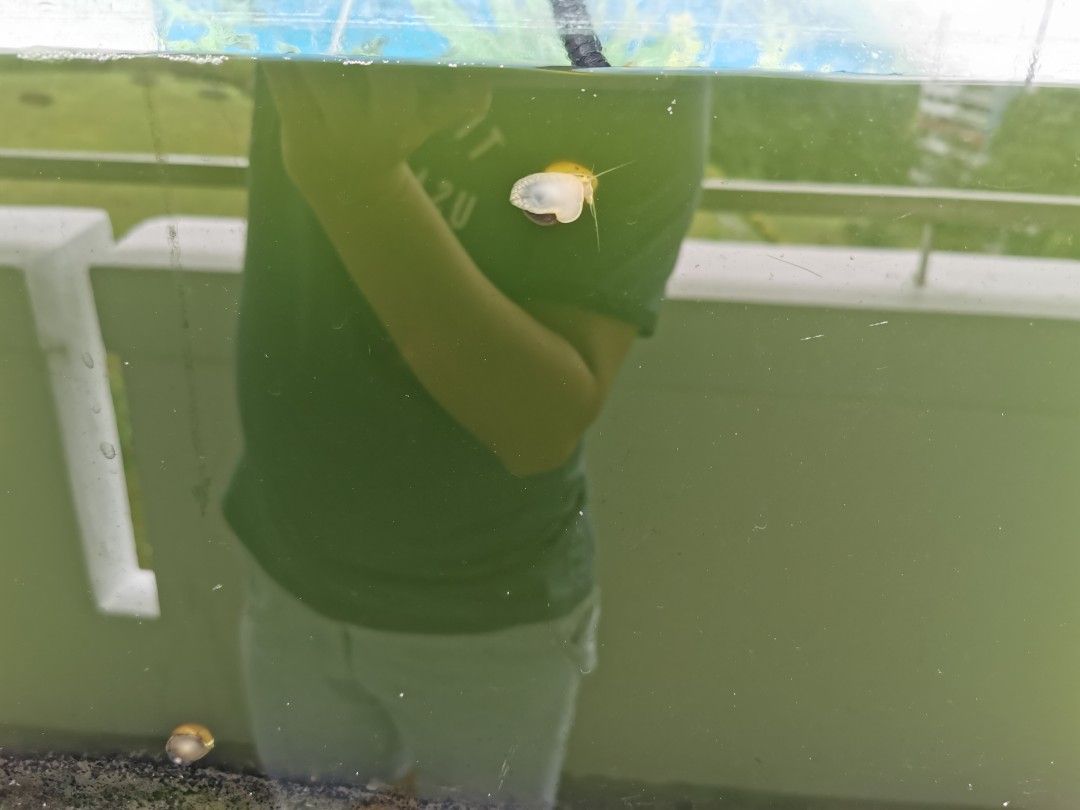 Green Algae Water Pet Supplies Homes Other Pet Accessories On Carousell green-algae-water-pet-supplies-homes-other-pet-accessories-on-carousell