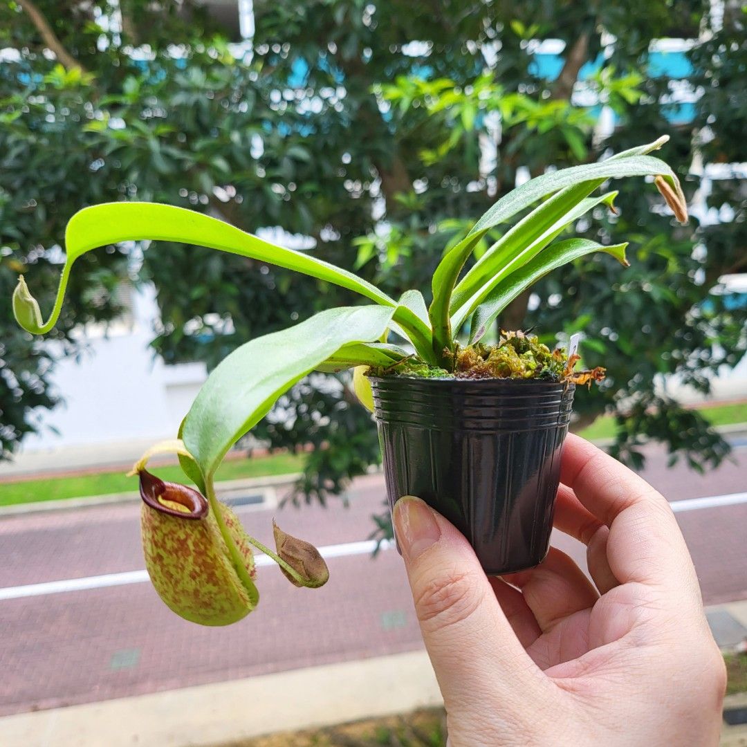 Nepenthes Hookeriana "Hot Lips" (N.Rafflesiana x N.Ampullaria) Pitcher Plant Carnivorous Insect ...