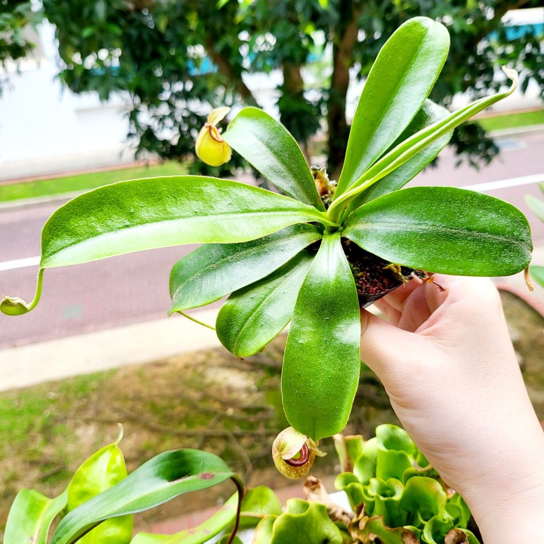 Nepenthes Hookeriana "Hot Lips" (N.Rafflesiana x N.Ampullaria) Pitcher Plant Carnivorous Insect ...