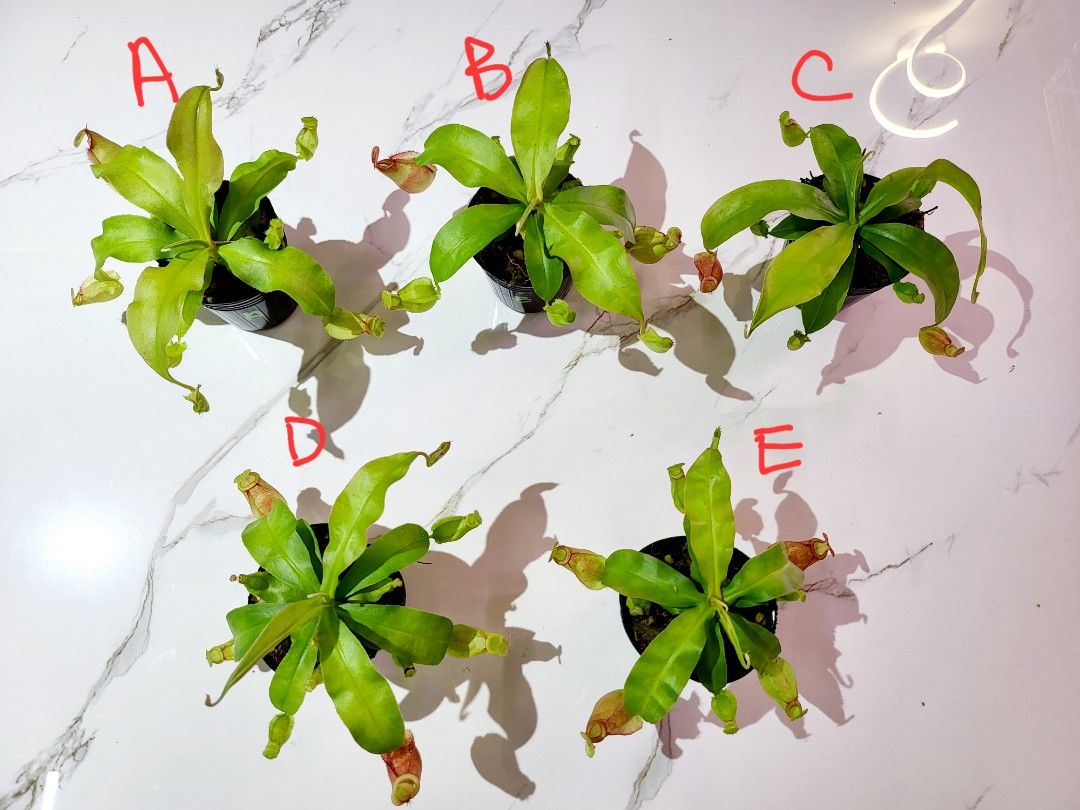 Nepenthes Mirabilis-winged Viking Ampullaria Complex Hybrid Seedling ...