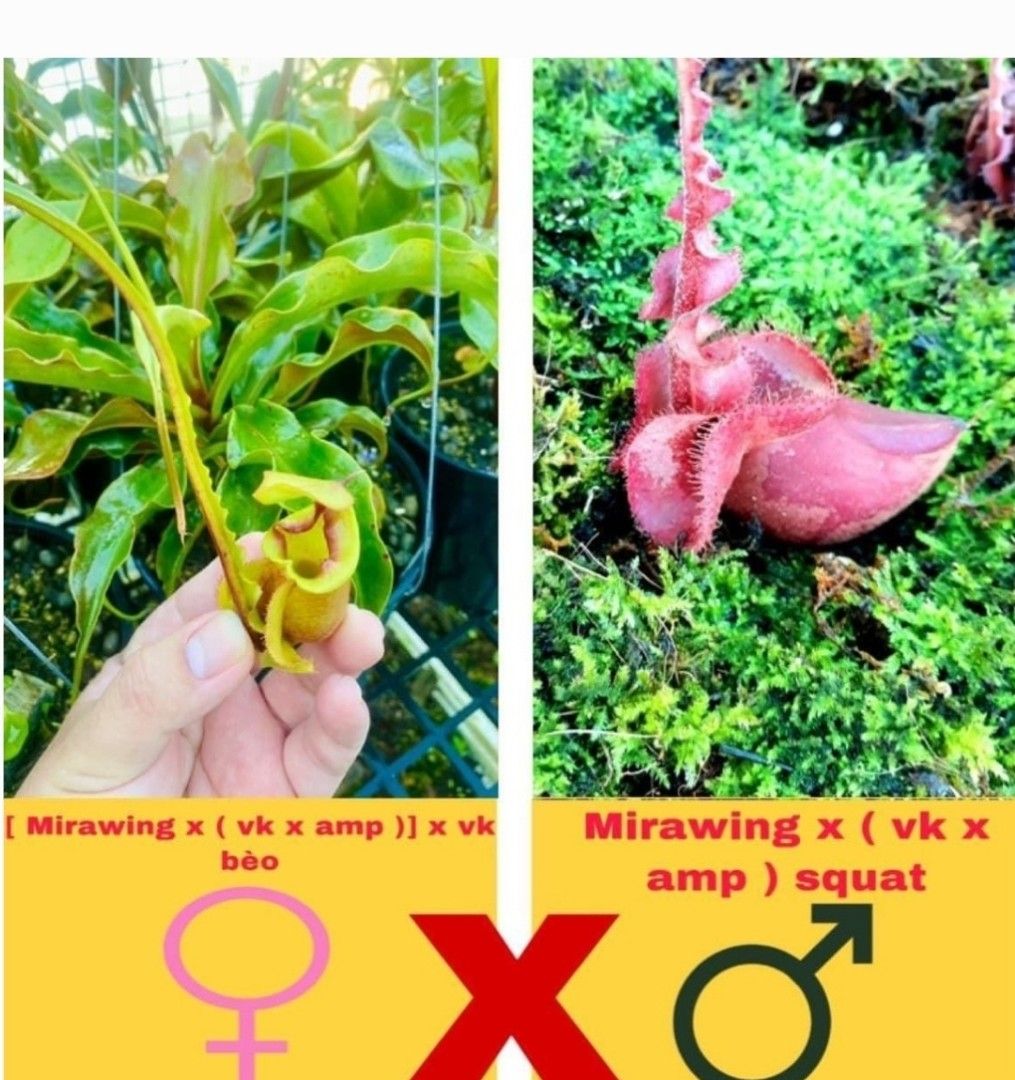 Nepenthes Mirabilis-winged Viking Ampullaria Complex Hybrid Seedling ...