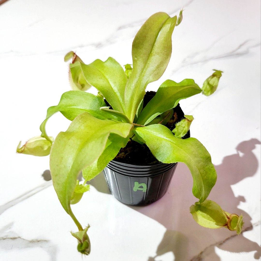 Nepenthes Mirabilis-winged Viking Ampullaria Complex Hybrid Seedling ...