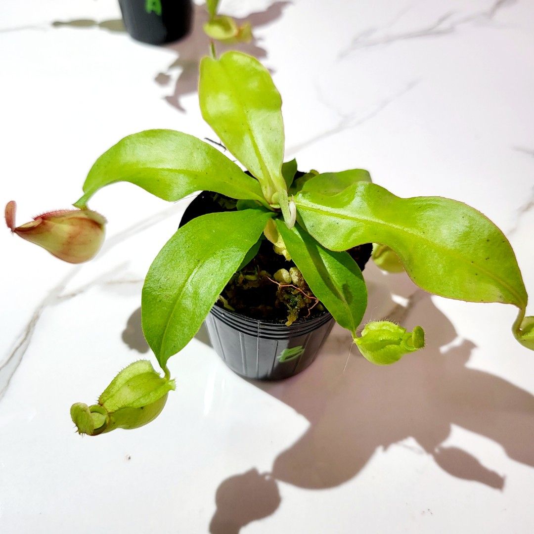 Nepenthes Mirabilis-winged Viking Ampullaria Complex Hybrid Seedling ...
