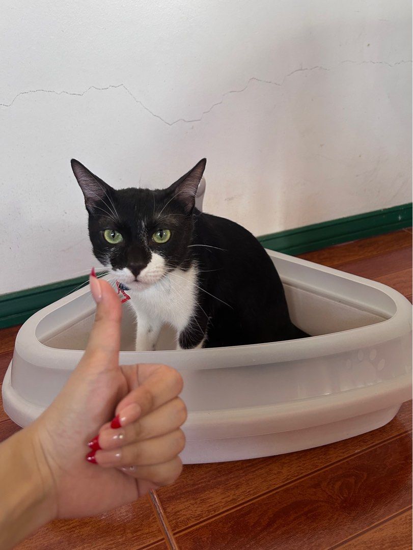 Pet Express Triangular Cat Litter Box Pastel Pink/Cream/Beige, Pet ...