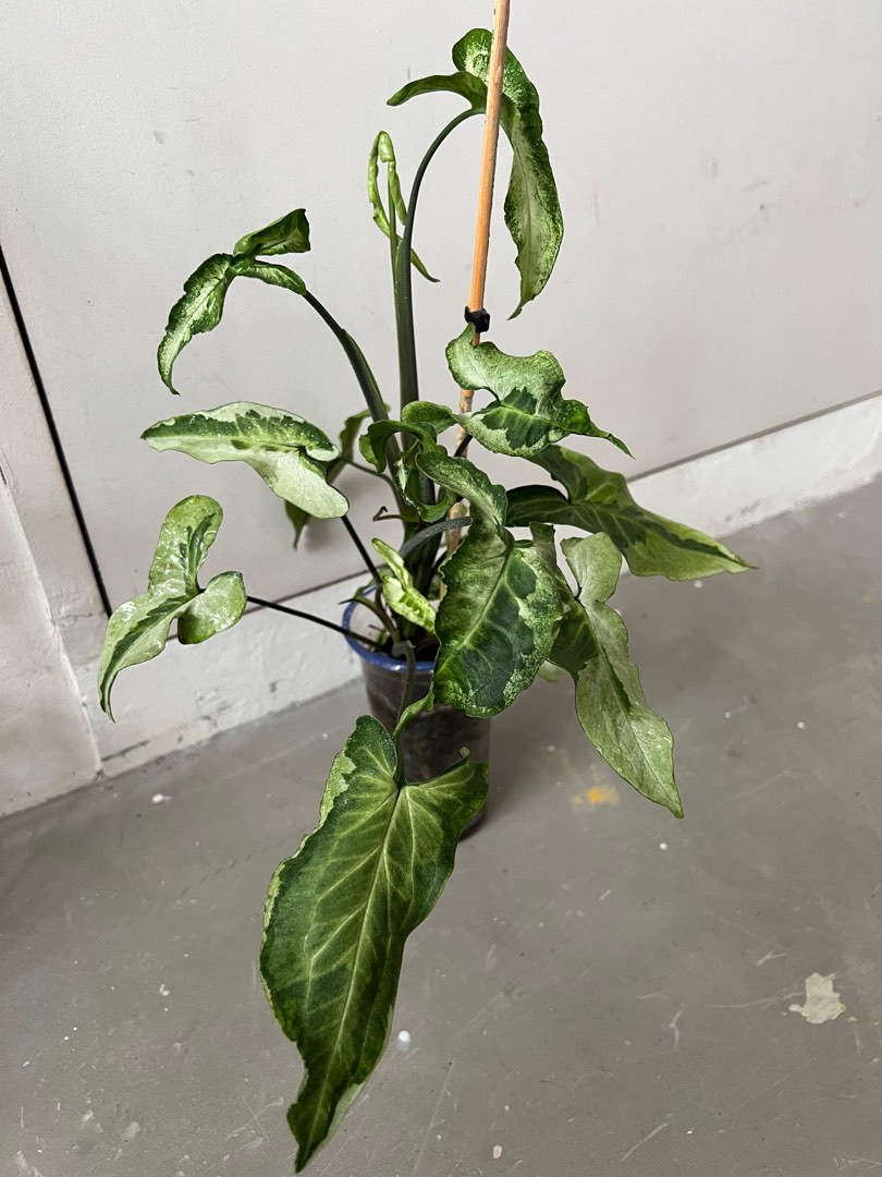 Syngonium Three Kings, Furniture & Home Living, Gardening, Plants ...