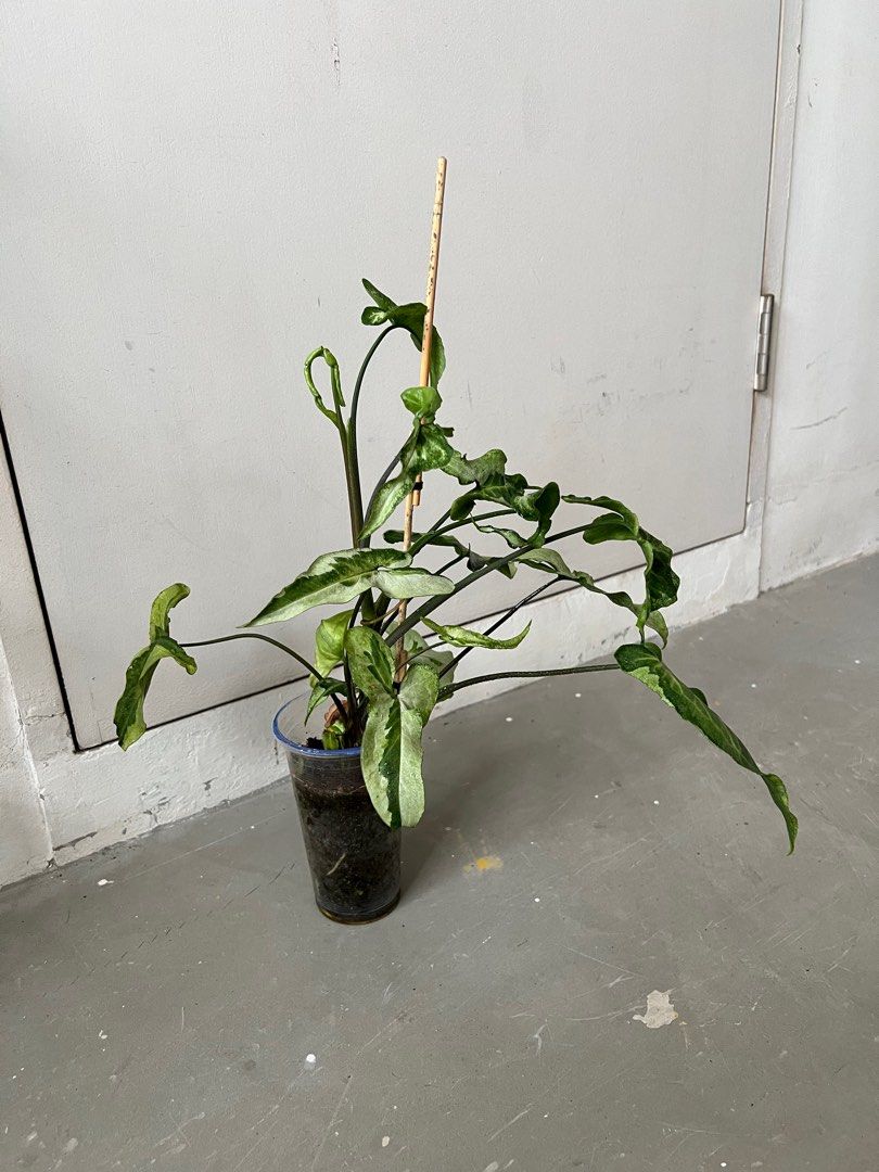 Syngonium Three Kings, Furniture & Home Living, Gardening, Plants ...