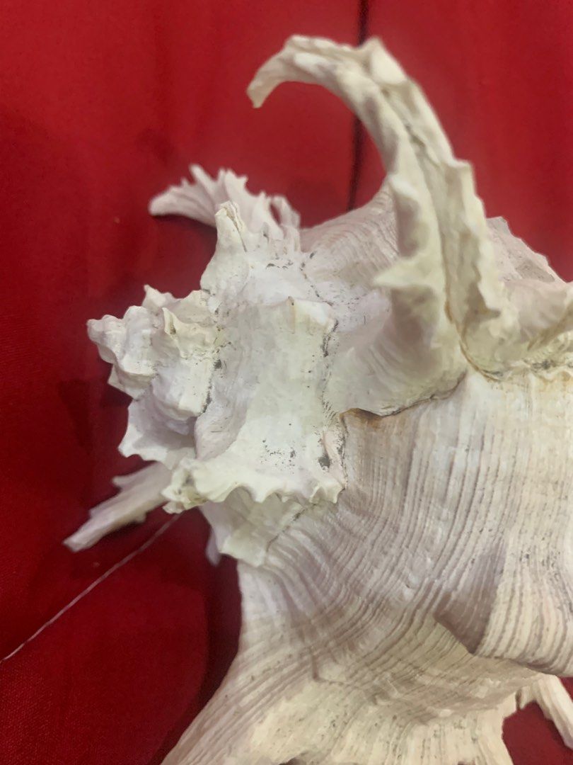Beautiful authentic Shell ( palm size), Furniture & Home Living, Home ...
