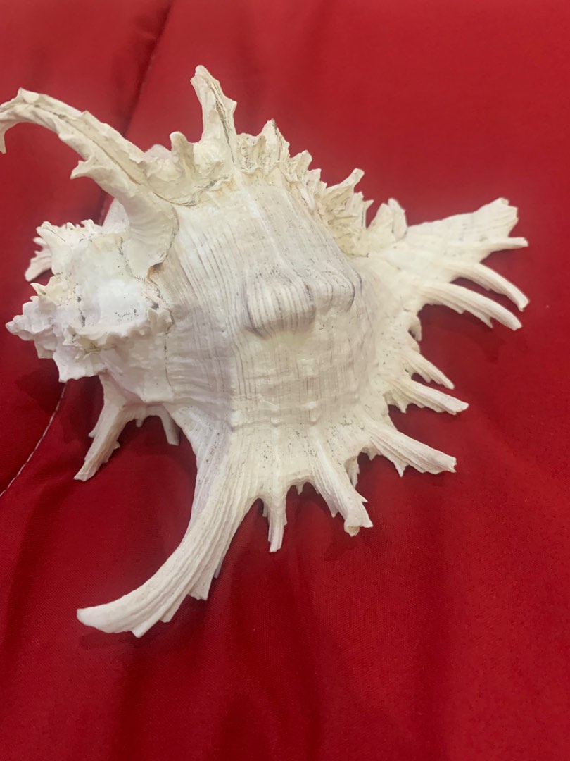 Beautiful authentic Shell ( palm size), Furniture & Home Living, Home ...