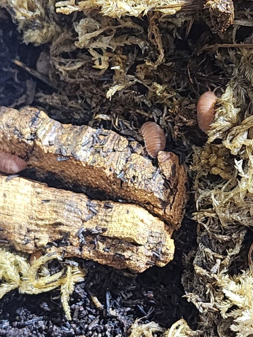 Cubaris Murina Mandarin Orange (Fish Food), Pet Supplies, Pet Food on ...