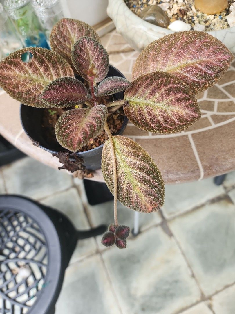 Episcia cupreata, Furniture & Home Living, Gardening, Plants & Seeds on ...
