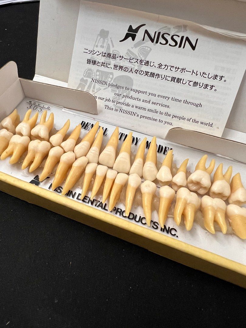 Nissin Tooth Model, Health & Nutrition, Medical Supplies & Tools on ...