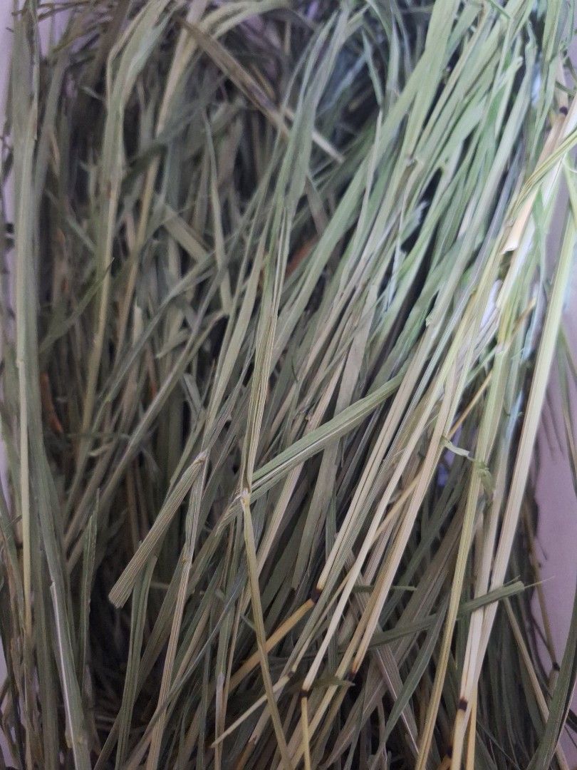 Oven dried Timothy hay 500g, Pet Supplies, Pet Food on Carousell