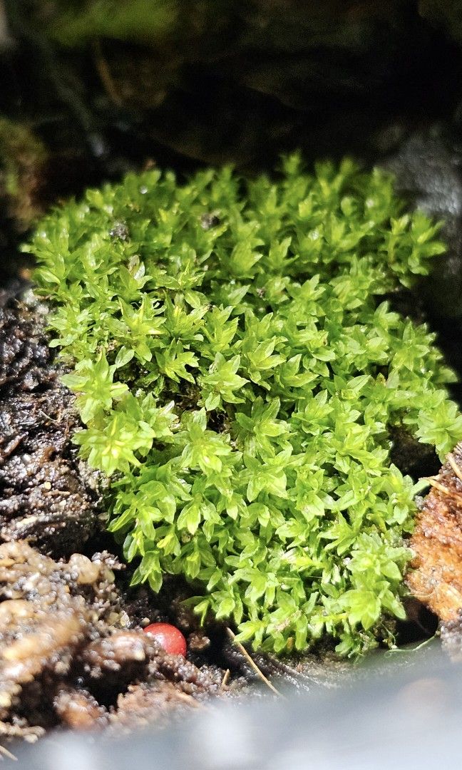 Syntrichia Ruralis "Star Moss", Pet Supplies, Homes & Other Pet ...