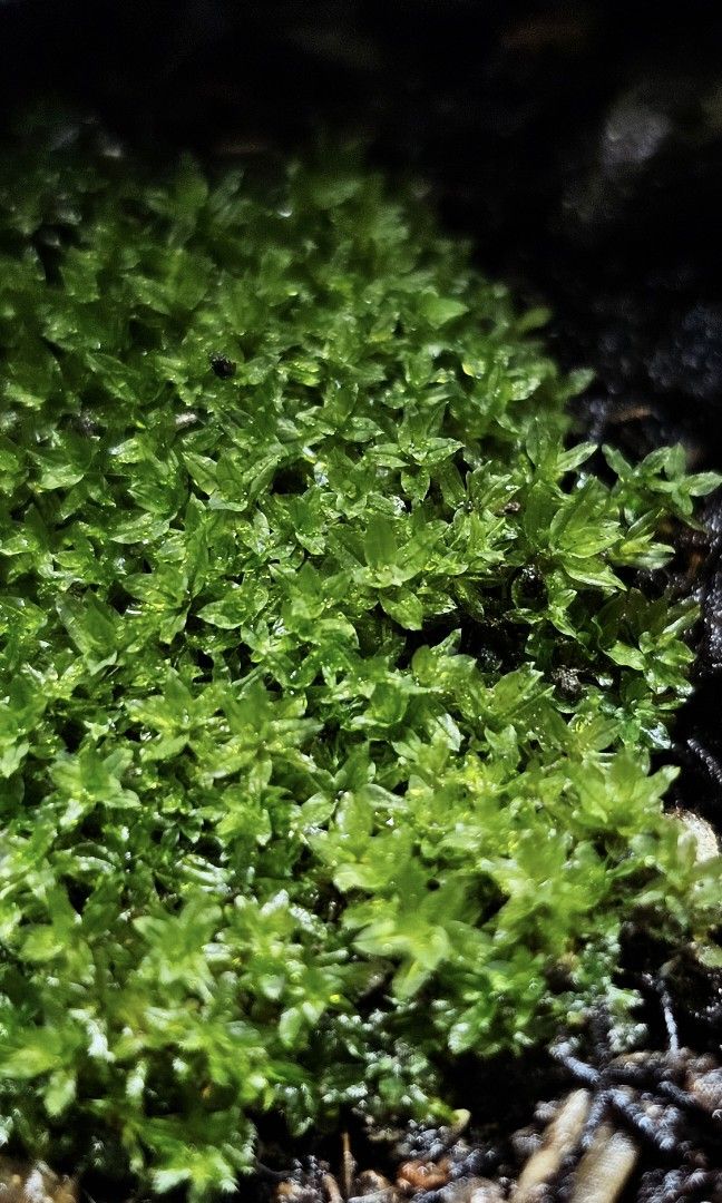 Syntrichia Ruralis "Star Moss", Pet Supplies, Homes & Other Pet ...