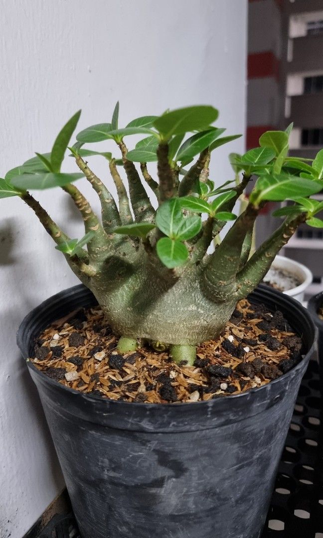 Adenium, Furniture & Home Living, Gardening, Plants & Seeds on Carousell