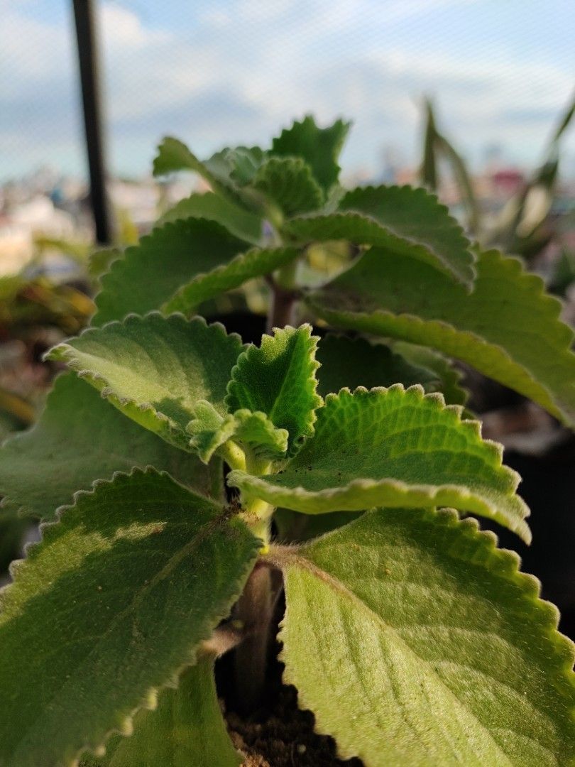 Oregano Herbal Plant (Live plant), Furniture & Home Living, Gardening ...