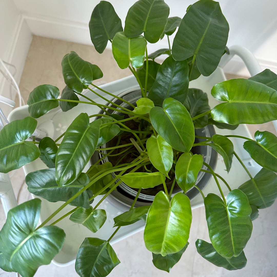 Philodendron Burle Marx Plant Stem Cuttings Rooted, Furniture & Home ...