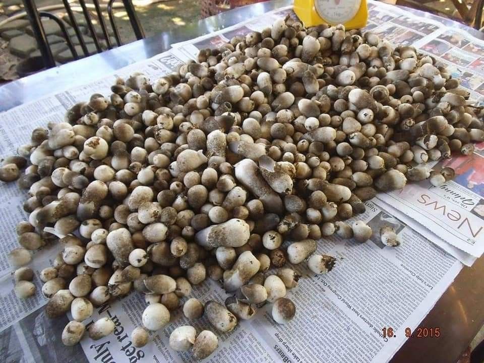 BINHI NG KABUTE SA PAGTATANIM, Furniture & Home Living, Gardening ...