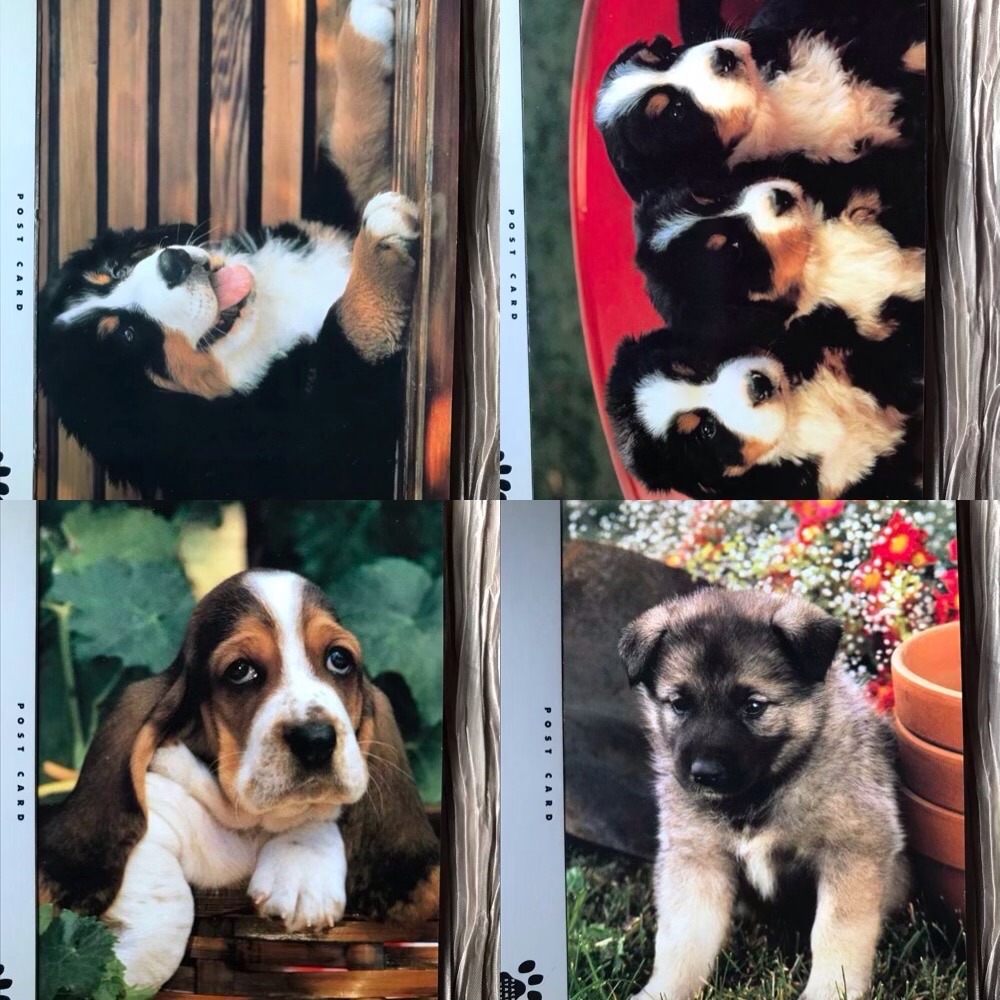 DOG GONE CUTE (Art Cartel) Vintage Full Color Prints Postcard Book ...