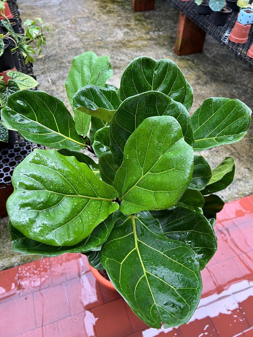 1m Tall Fiddle leaf Fig | Ficus Lyrata, Furniture & Home Living ...