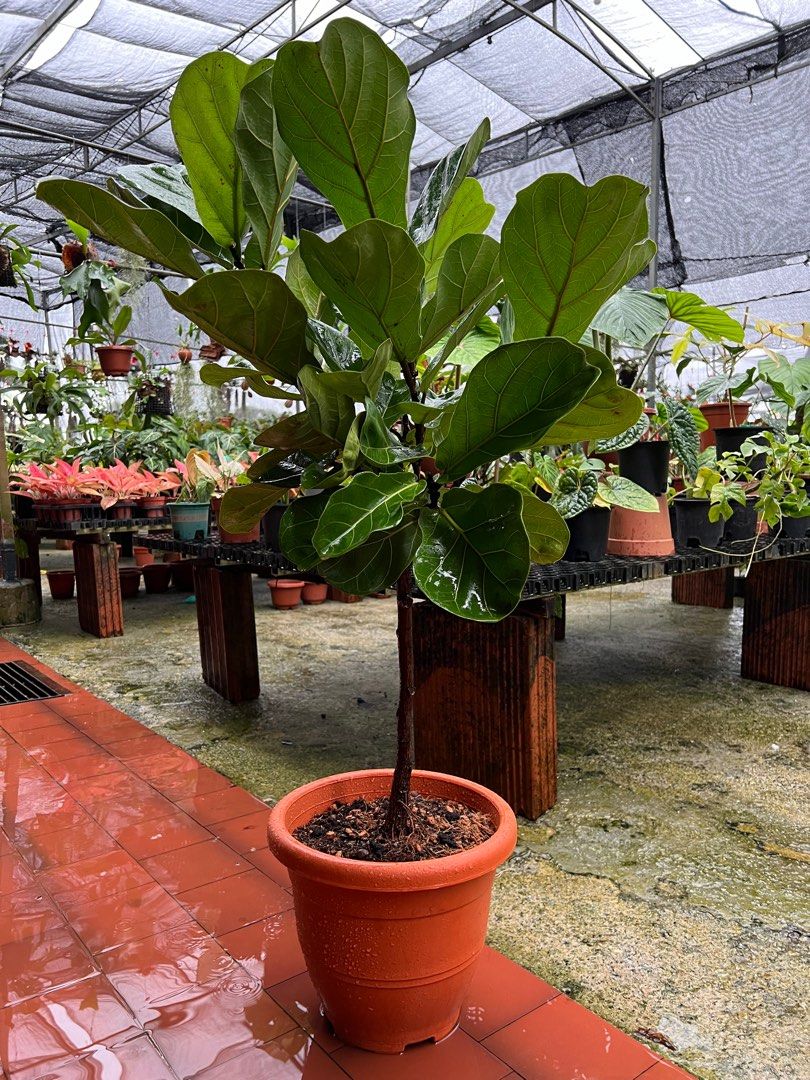 1m Tall Fiddle leaf Fig | Ficus Lyrata, Furniture & Home Living ...