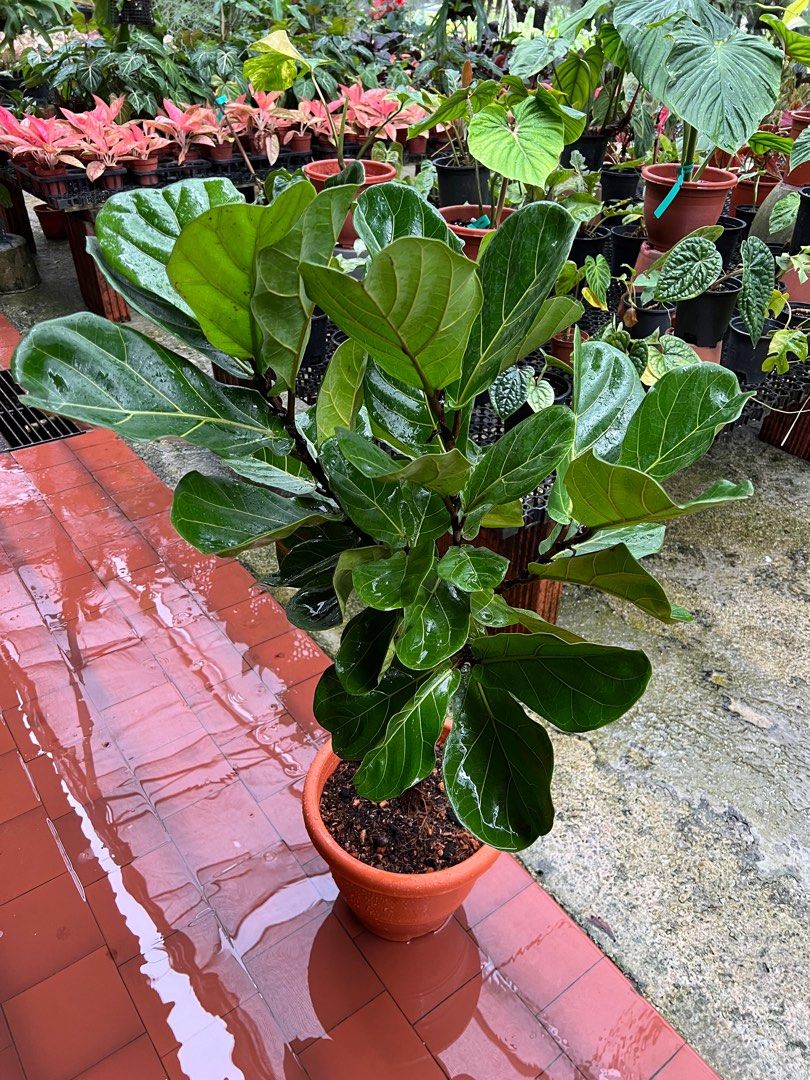 1m Tall Fiddle leaf Fig | Ficus Lyrata, Furniture & Home Living ...