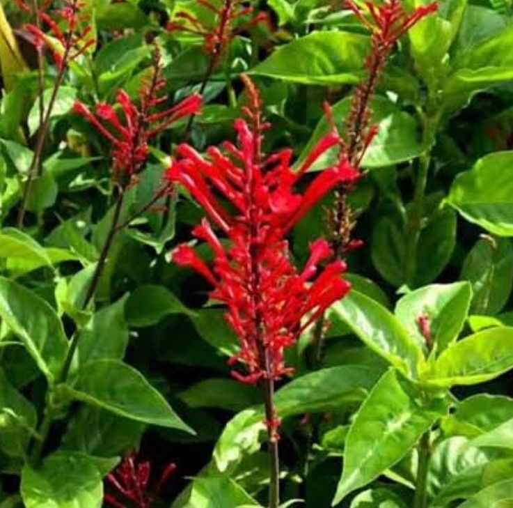FIRESPIKE PLANT, Furniture & Home Living, Gardening, Plants & Seeds on ...